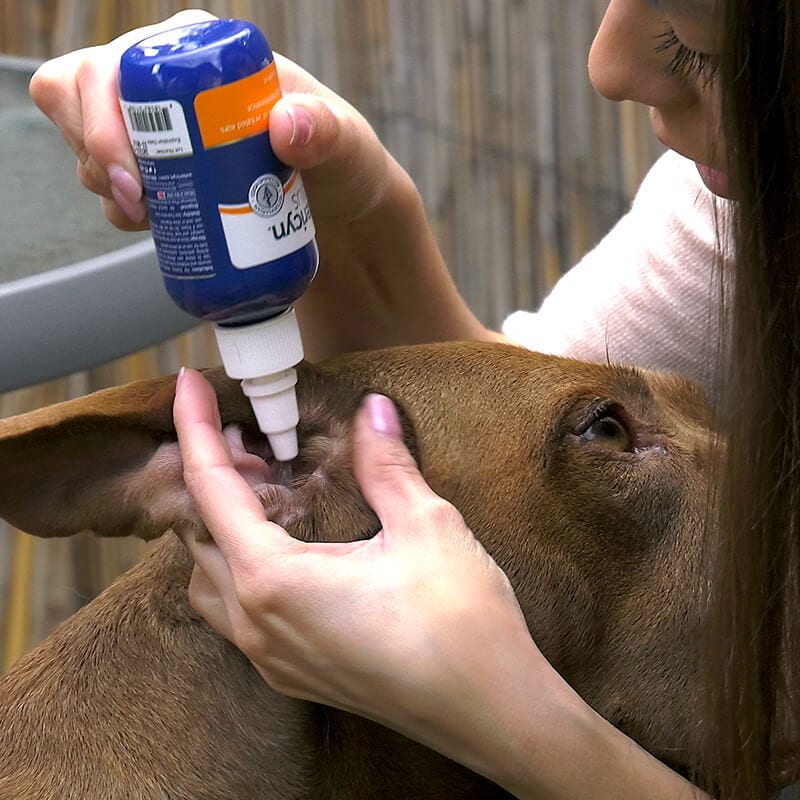 Vetericyn Plus® Antimicrobial Ear Rinse - Serving 5 Locations in OH ...
